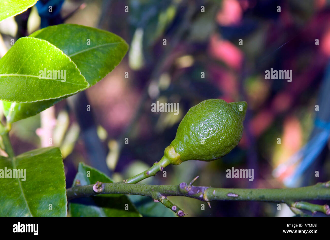 Green leamon fruit on a leamon tree branch Stock Photo - Alamy