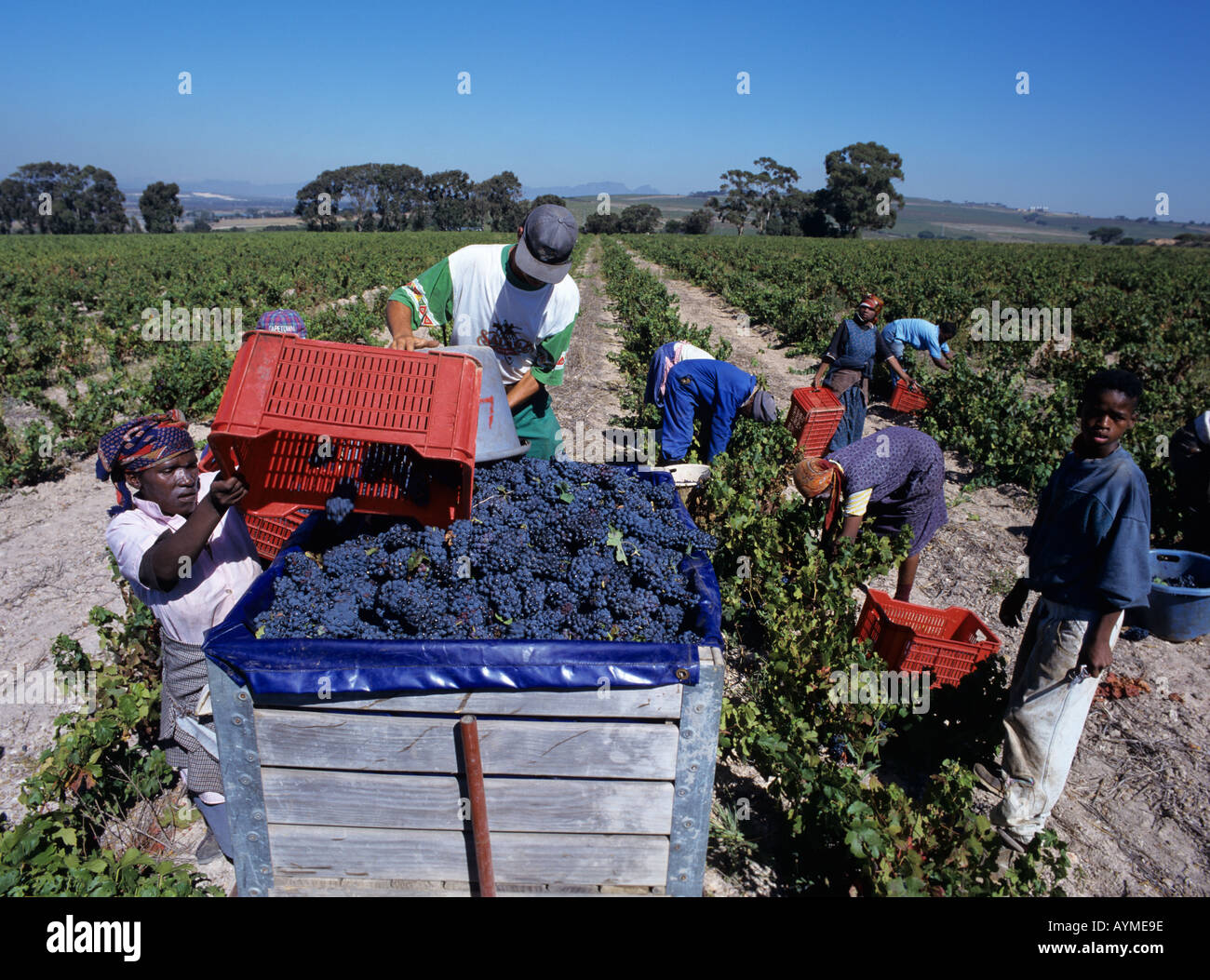 Skoongesig hi-res stock photography and images - Alamy