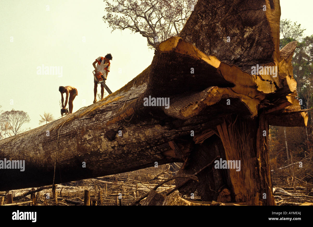 Loggers cut down a samauma or mafumeira tree ( Ceiba pentandra ), also known as mother of the ...