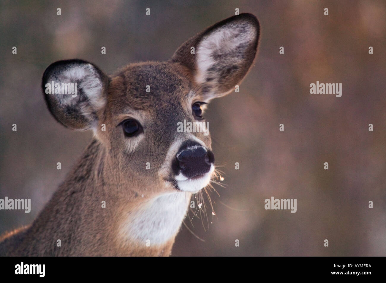 A whitetail deer look cautiously while foraging in winter Stock Photo ...