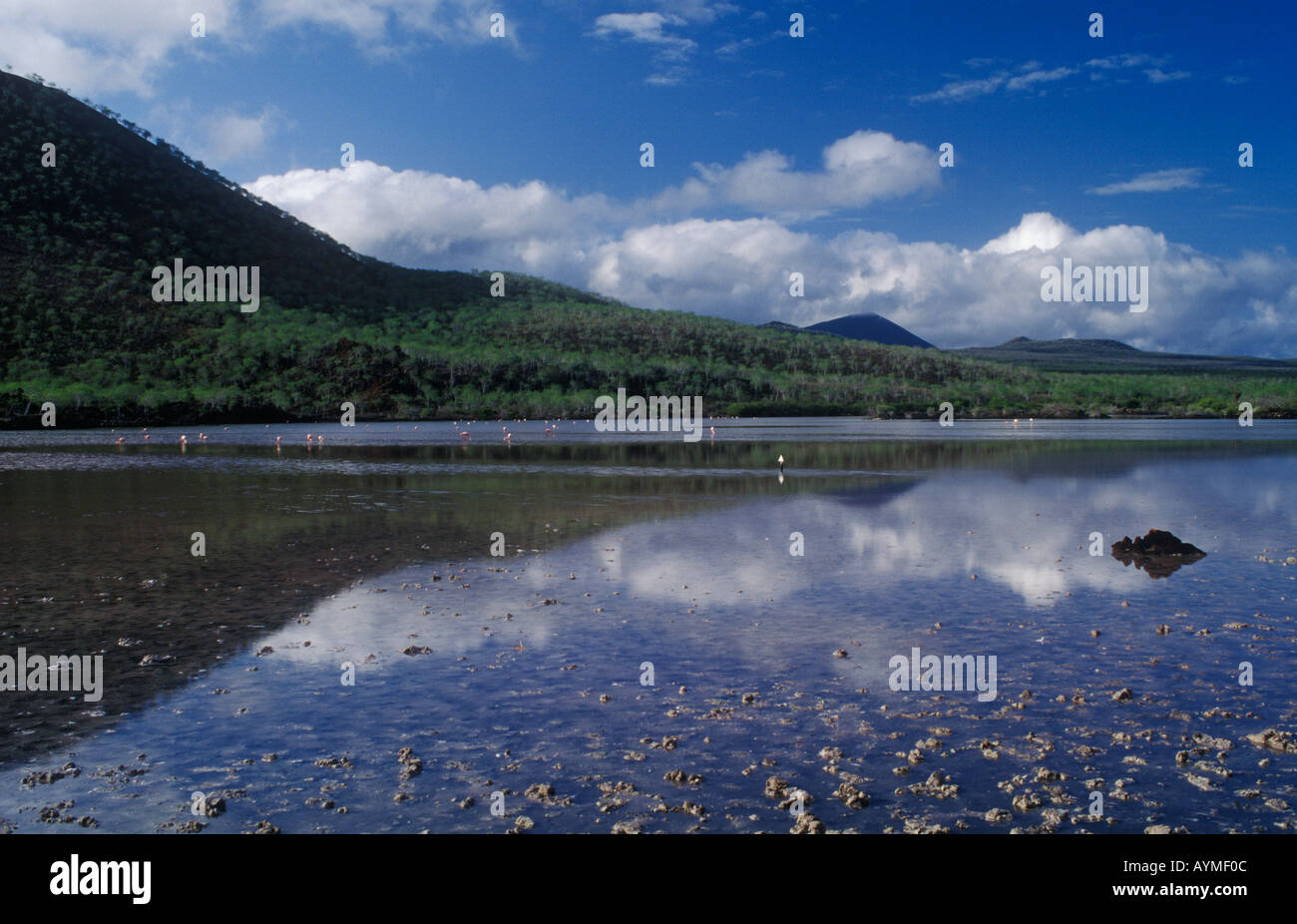 This FLAMINGO LAGOON provides an ideal habitat for the GREATER FLAMINGO ...
