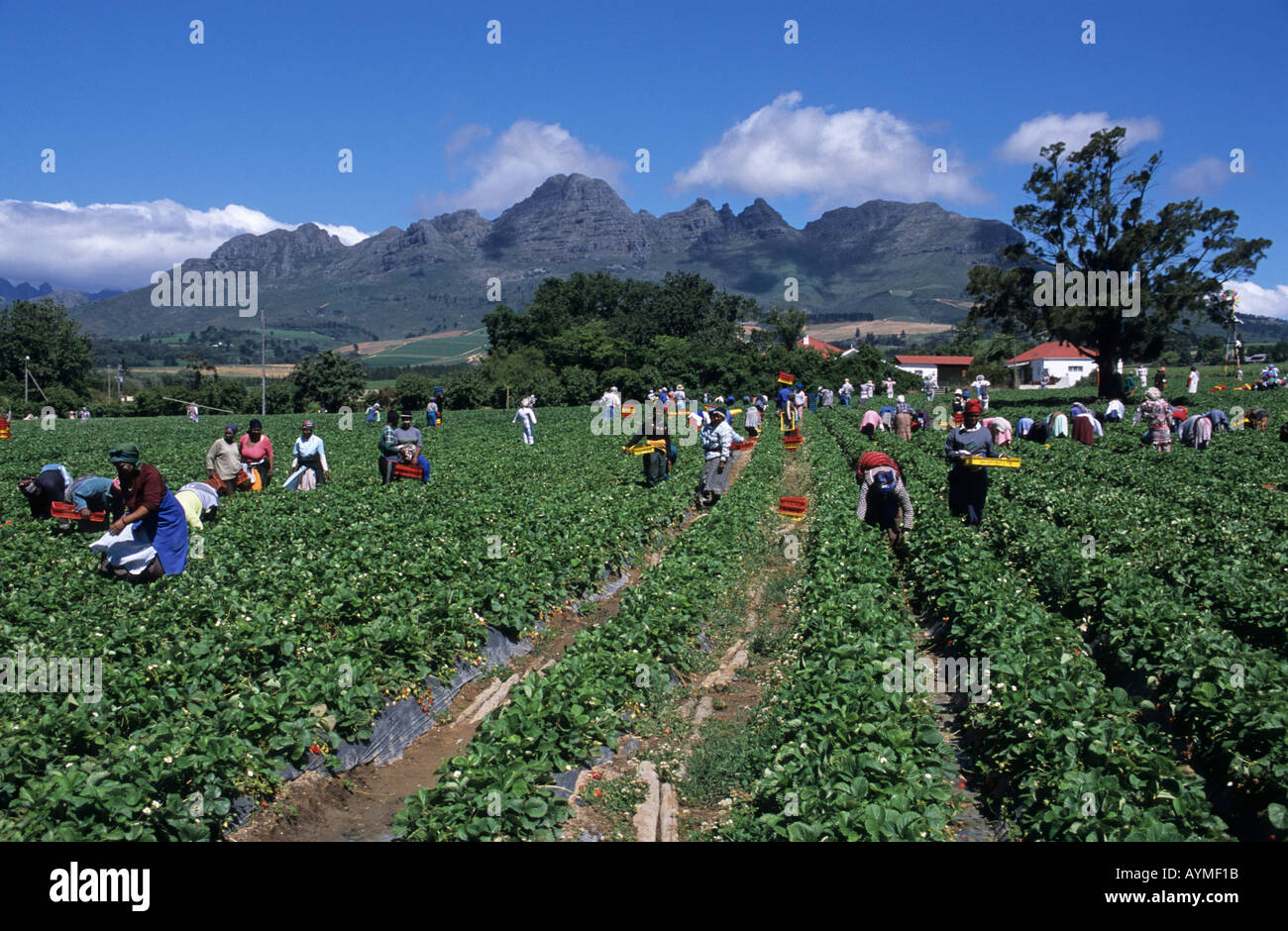 Strawberry pickers at work on farm near Somerset West western cape ...