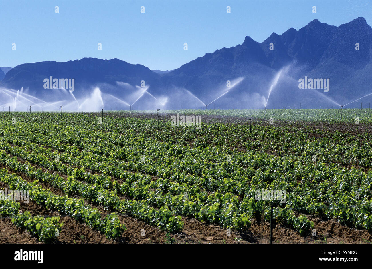 watering vines at Wellington western cape South Africa RSA Stock Photo ...