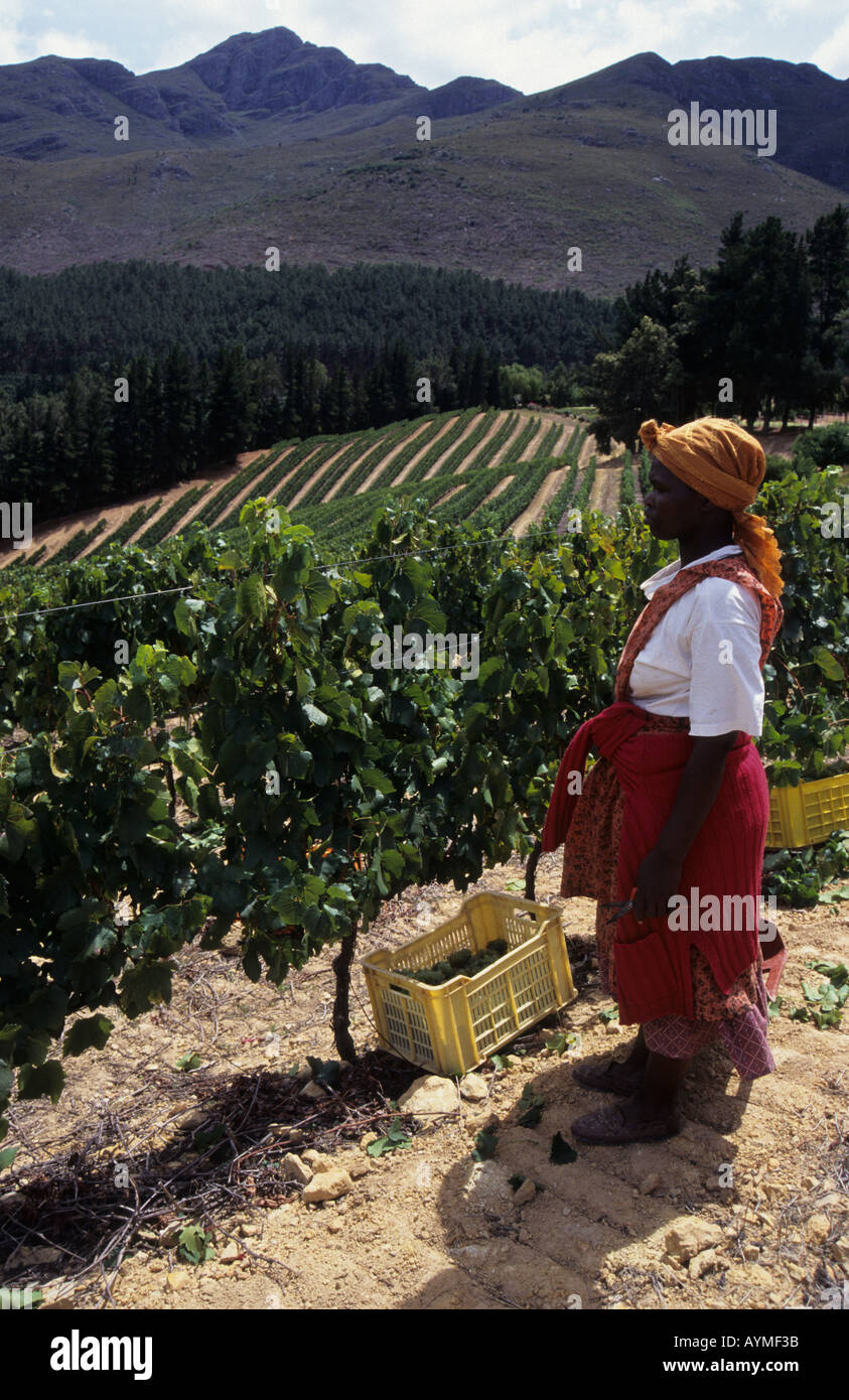 Dieu donne vineyards hi-res stock photography and images - Alamy