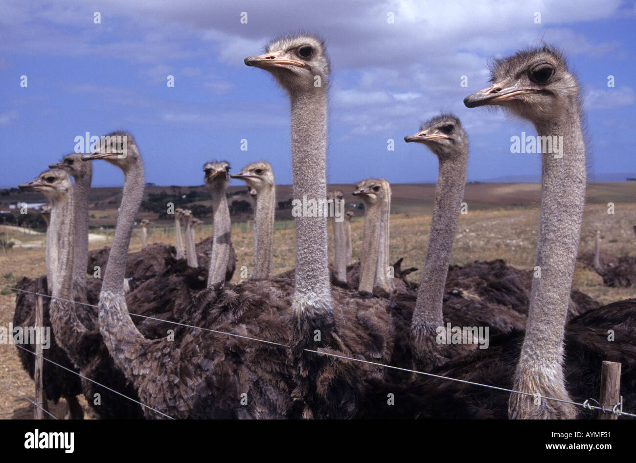 Ostrich farming at Oudtshoorn western Cape South Africa RSA Stock Photo ...