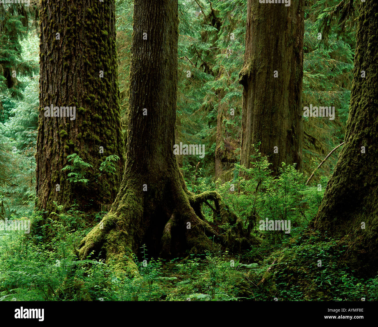 Giant club moss hi-res stock photography and images - Alamy