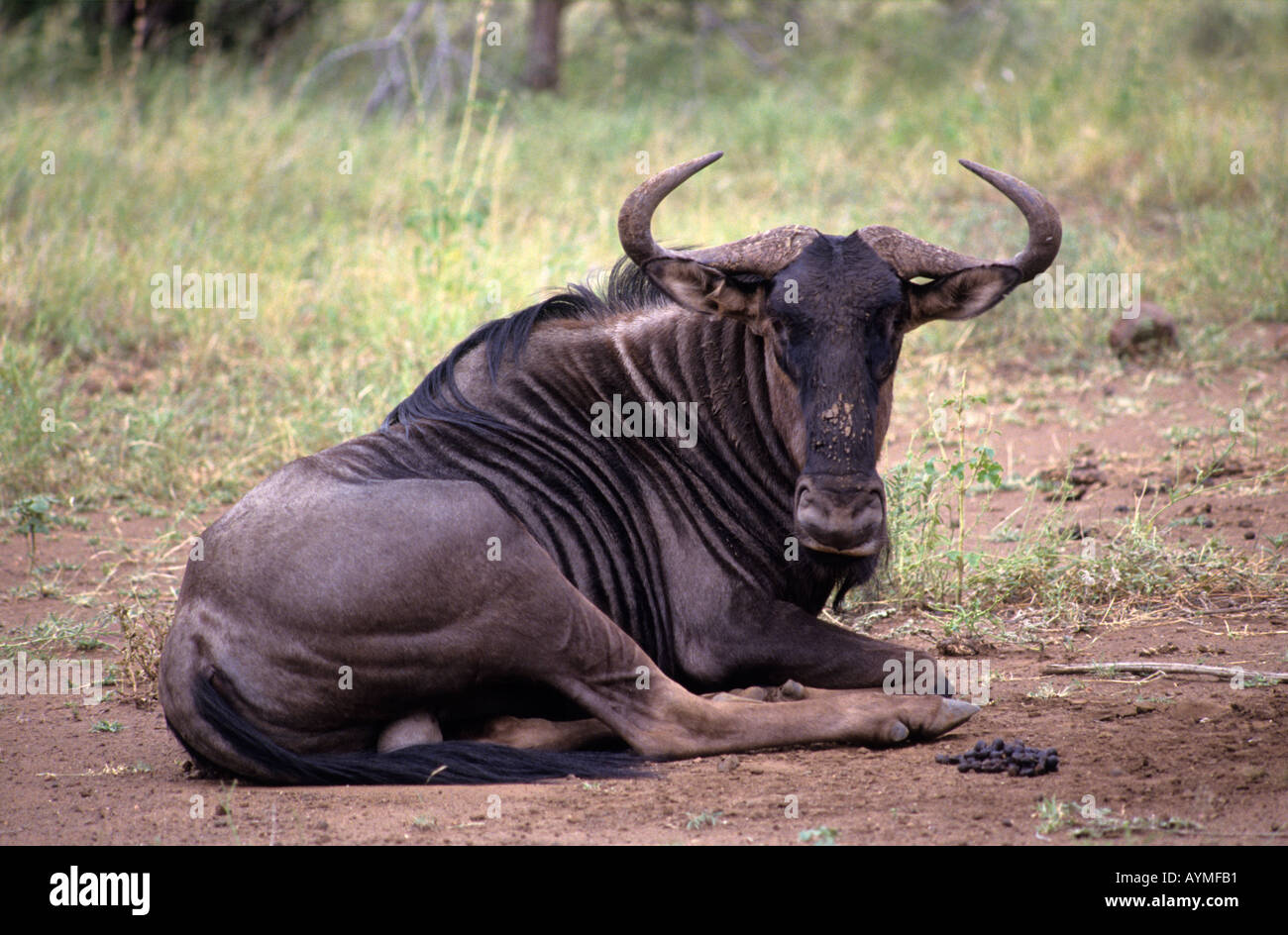 Wildebeest in Kruger National Park Transvaal South Africa RSA Stock ...