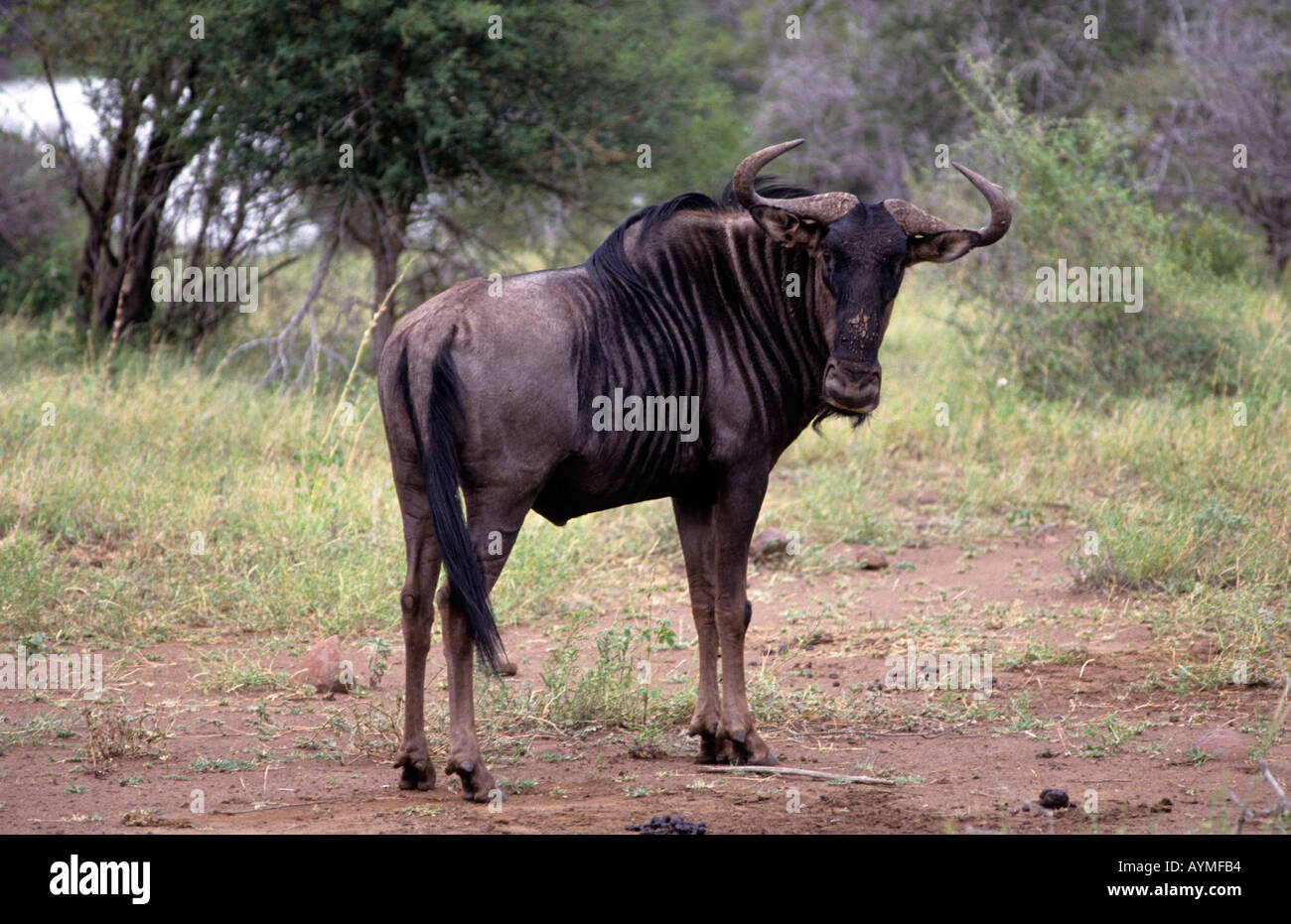Wildebeest in Kruger National Park Transvaal South Africa RSA Stock ...