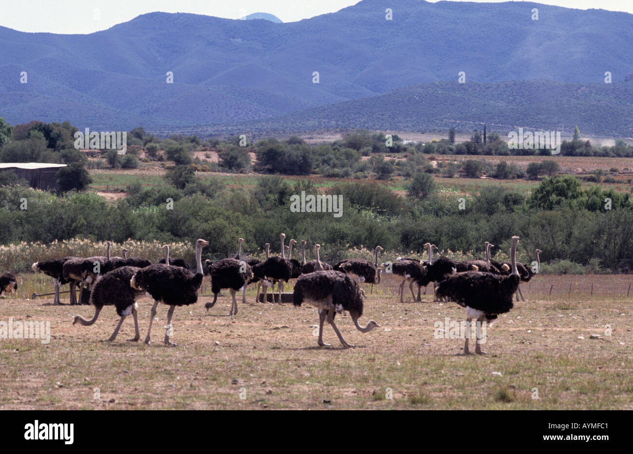 Ostrich farming at Oudtshoorn western Cape South Africa RSA Stock Photo ...