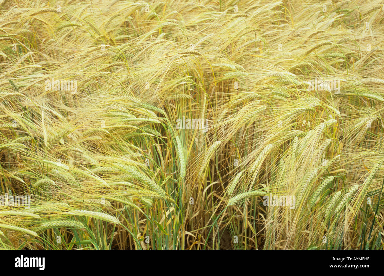 Detail of heads of ripe blonde Two rowed barley or Hordeum distichon in ...