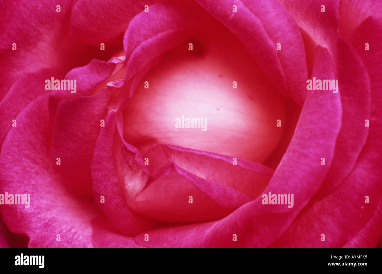 Close up from above of the deep pink and white flower head of Rose or ...
