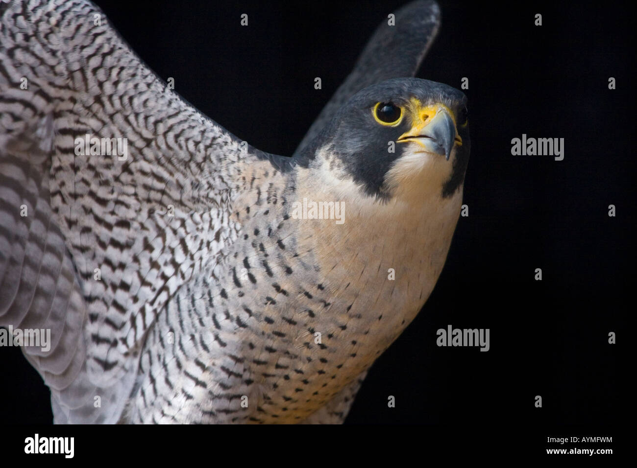 Falcon Flapping Wings High Resolution Stock Photography and Images - Alamy