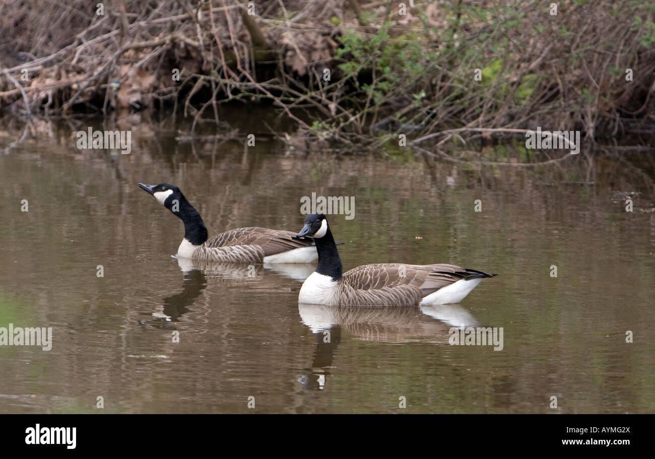 Trailing wild geese hi-res stock photography and images - Alamy