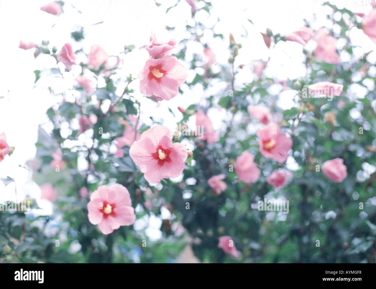 Althea Leaves High Resolution Stock Photography and Images - Alamy