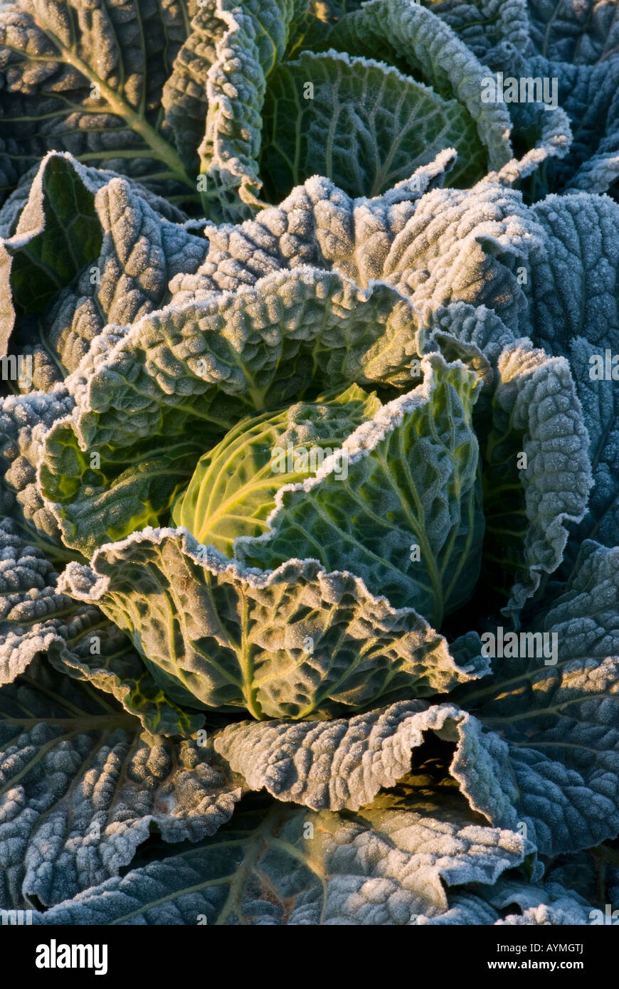 Sunrise cabbage field hi-res stock photography and images - Alamy
