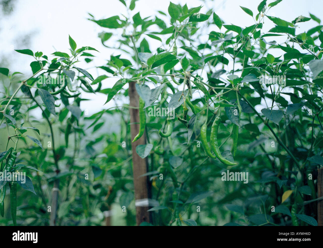 Bearing vegetables hi-res stock photography and images - Alamy