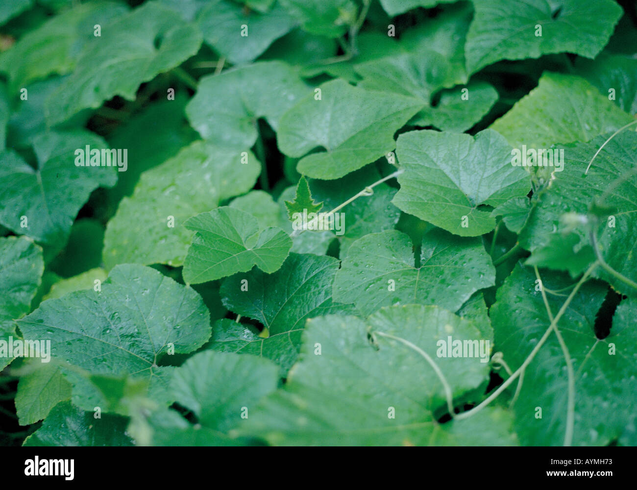 Bearing vegetables hi-res stock photography and images - Alamy