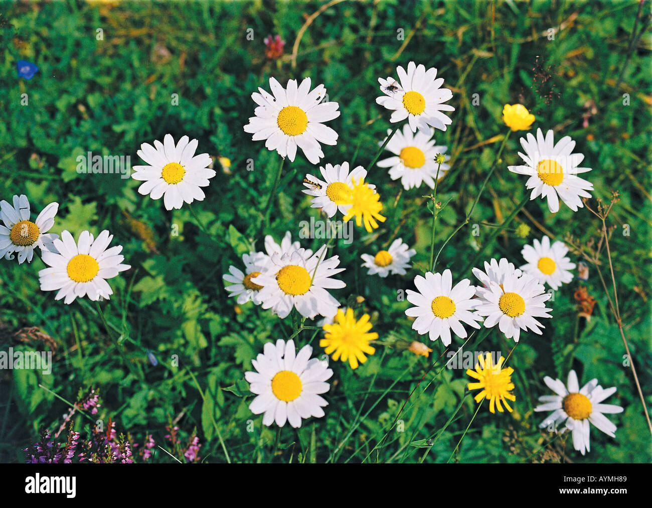 Blumenwiese mit Margeriten Stock Photo - Alamy