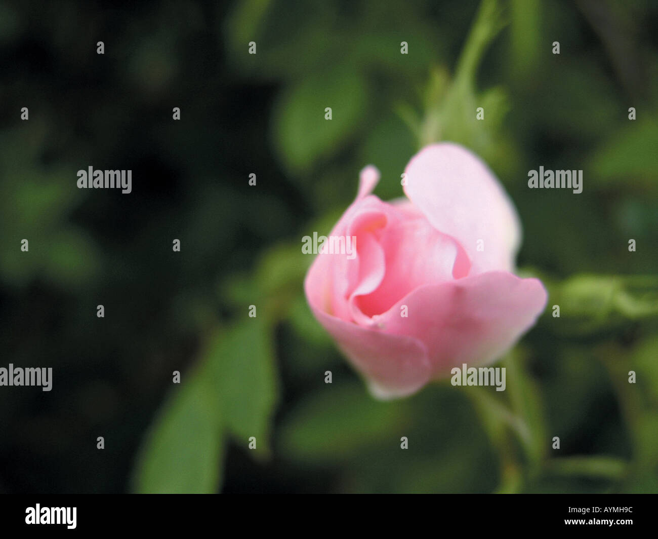 Shocking pink roses hi-res stock photography and images - Alamy