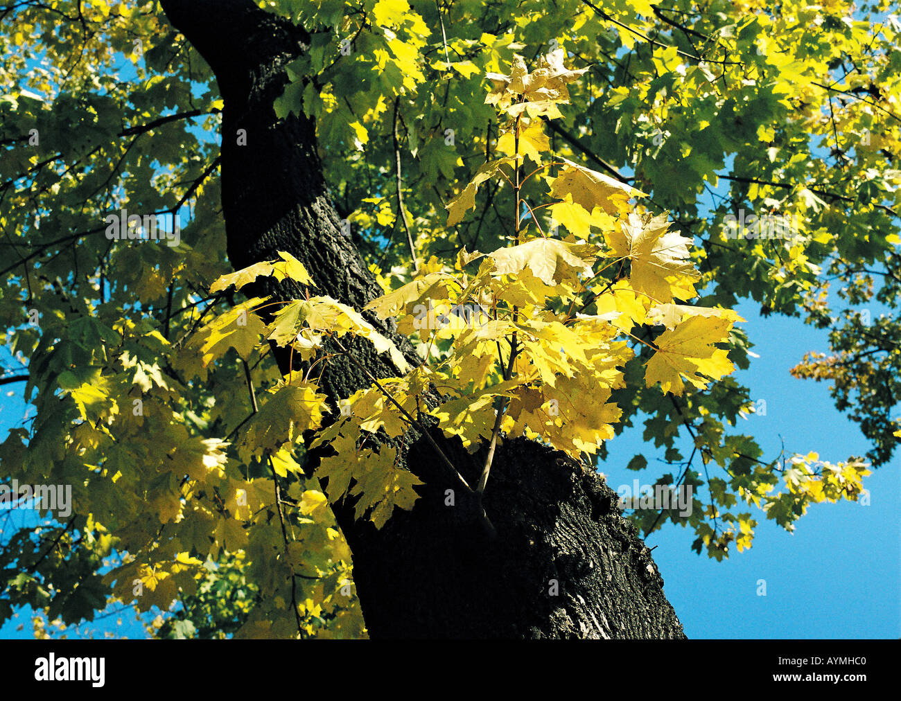 Ahornbaum hi-res stock photography and images - Alamy