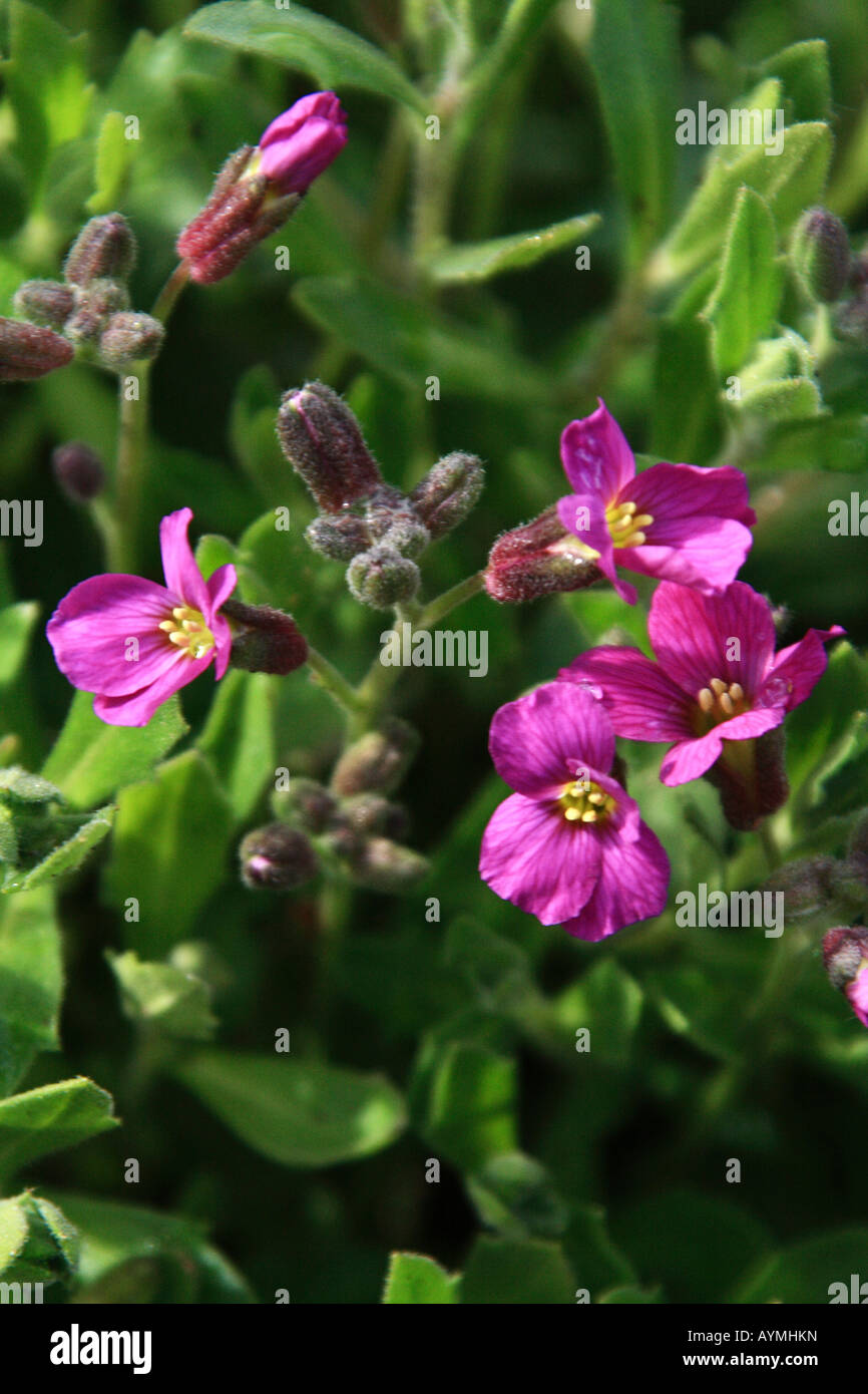 Aubretia plants in flower hi-res stock photography and images - Alamy