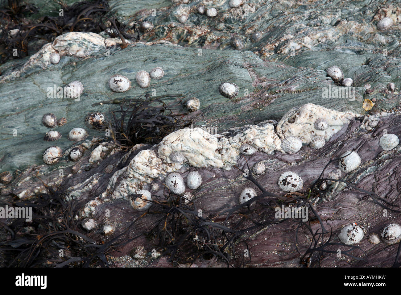 Limpet shell patterns hi-res stock photography and images - Alamy