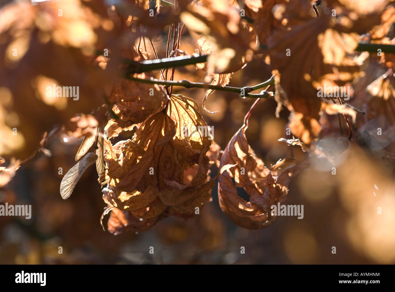 Dry and decaying leaves clinging to a tree in late Autumn Stock Photo ...