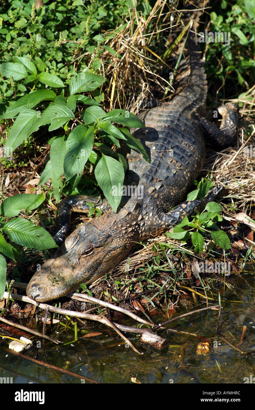 Alligator in its natural environment on the shoreline of Lake Dora in ...