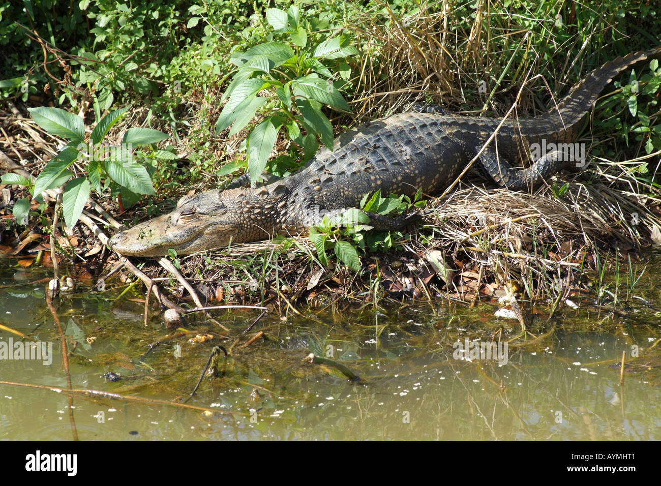 Alligator in its natural environment on the shoreline of Lake Dora in ...