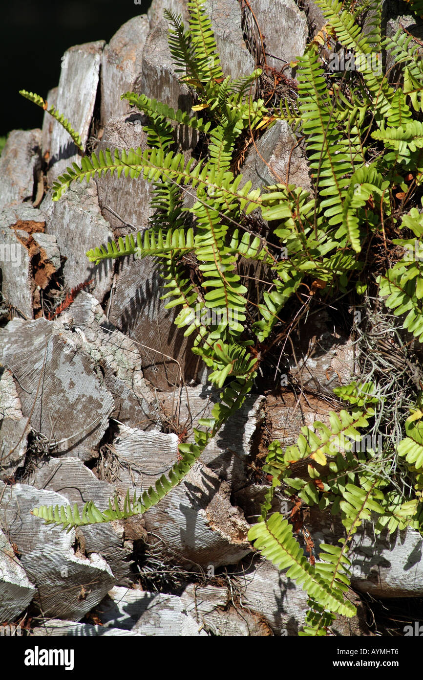Resurrection fern hi-res stock photography and images - Alamy