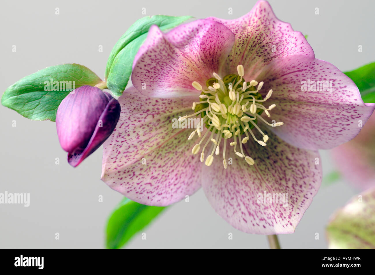 Helleborus white lady hi-res stock photography and images - Alamy