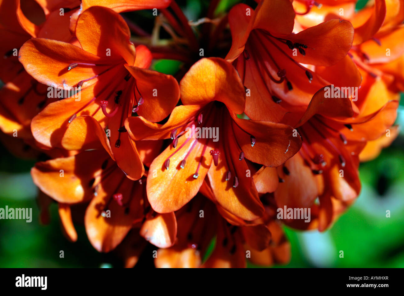Semi tropical flowers hi-res stock photography and images - Alamy