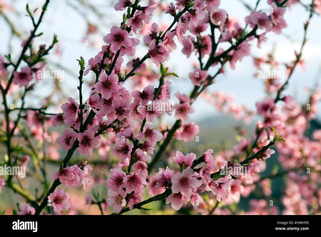 Peach tree in bloom hi-res stock photography and images - Alamy