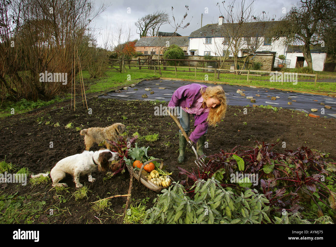 Organic vegatable growing Cornwall UK Stock Photo - Alamy