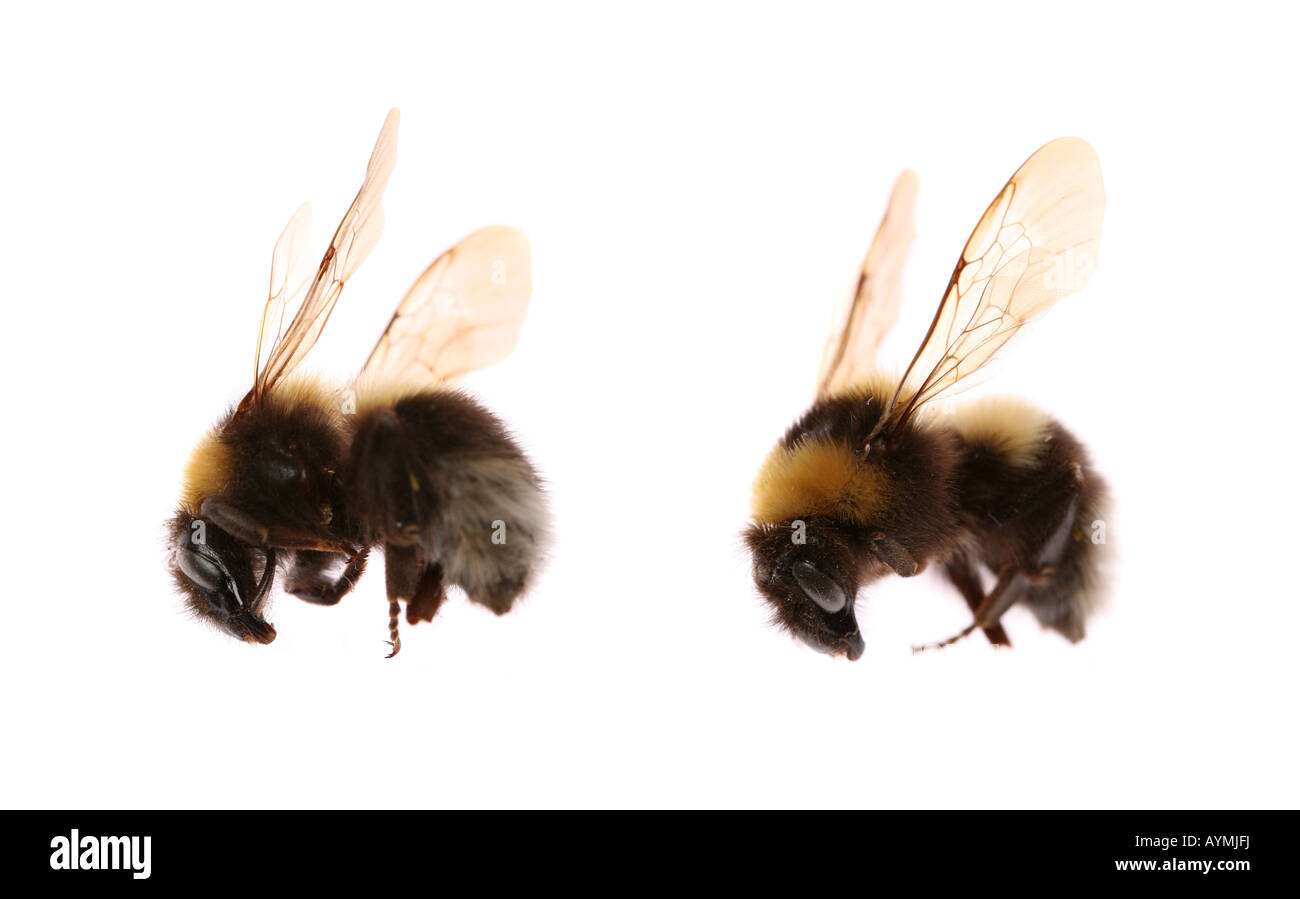 Two bumblebees isolated on white Stock Photo - Alamy