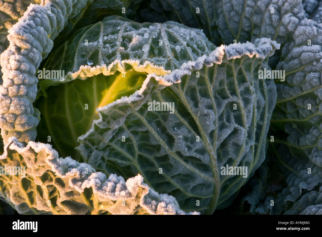 The heart of a frozen cabbage in a field, early morning Stock Photo - Alamy