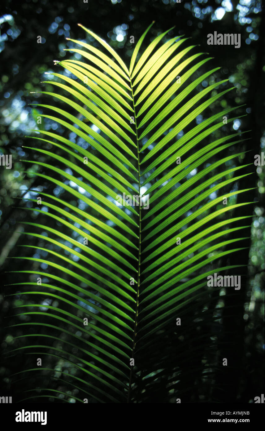 Sabah a leaf of a jungle plant Stock Photo - Alamy