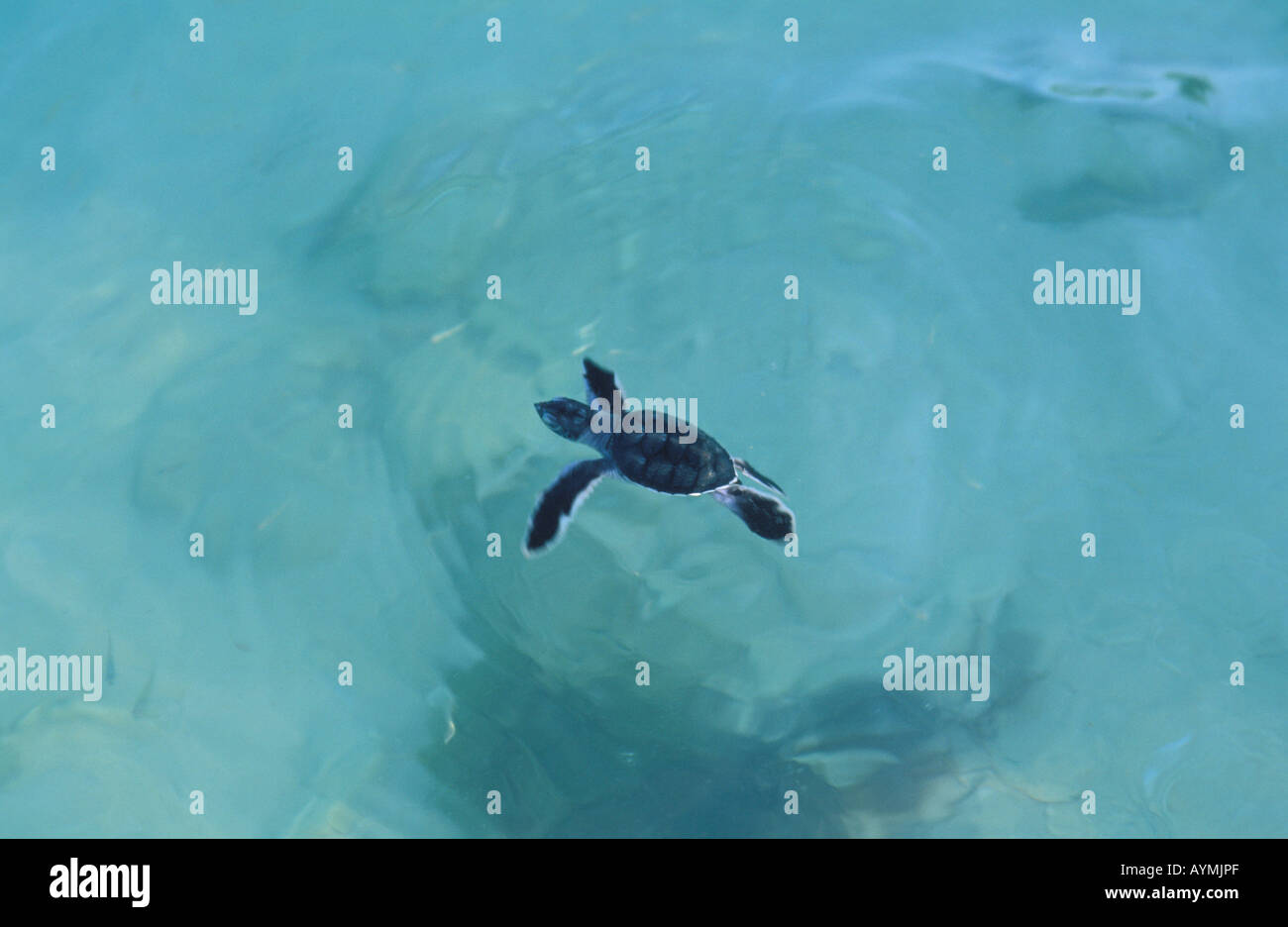 Sabah a newly hatched turtle in the turtle island NP Stock Photo - Alamy