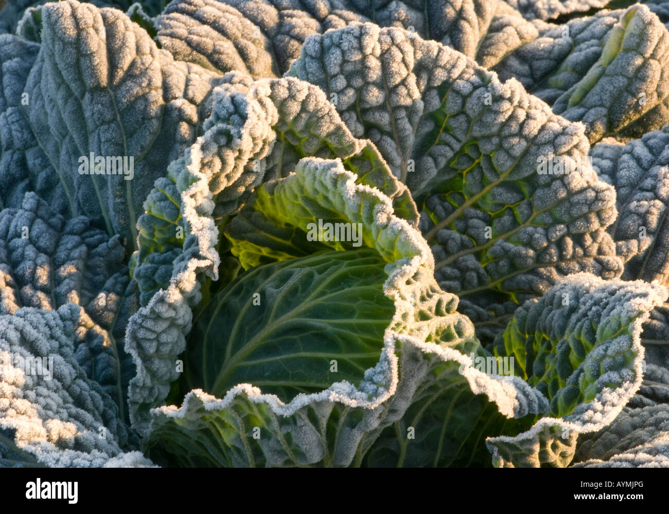 Cabbage leaves covered in frost Stock Photo - Alamy
