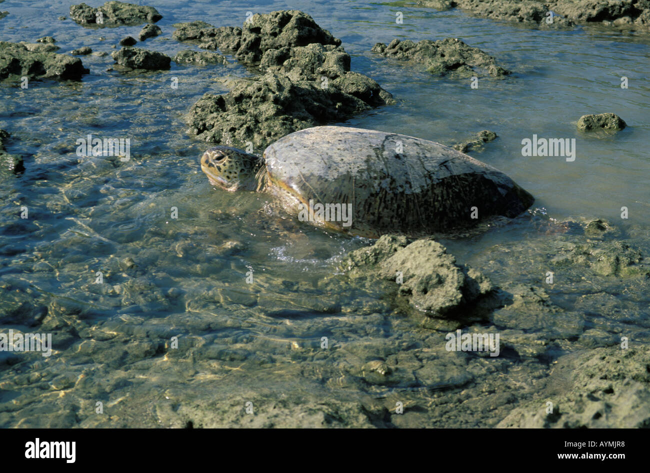 Sabah turtle island NP Stock Photo - Alamy