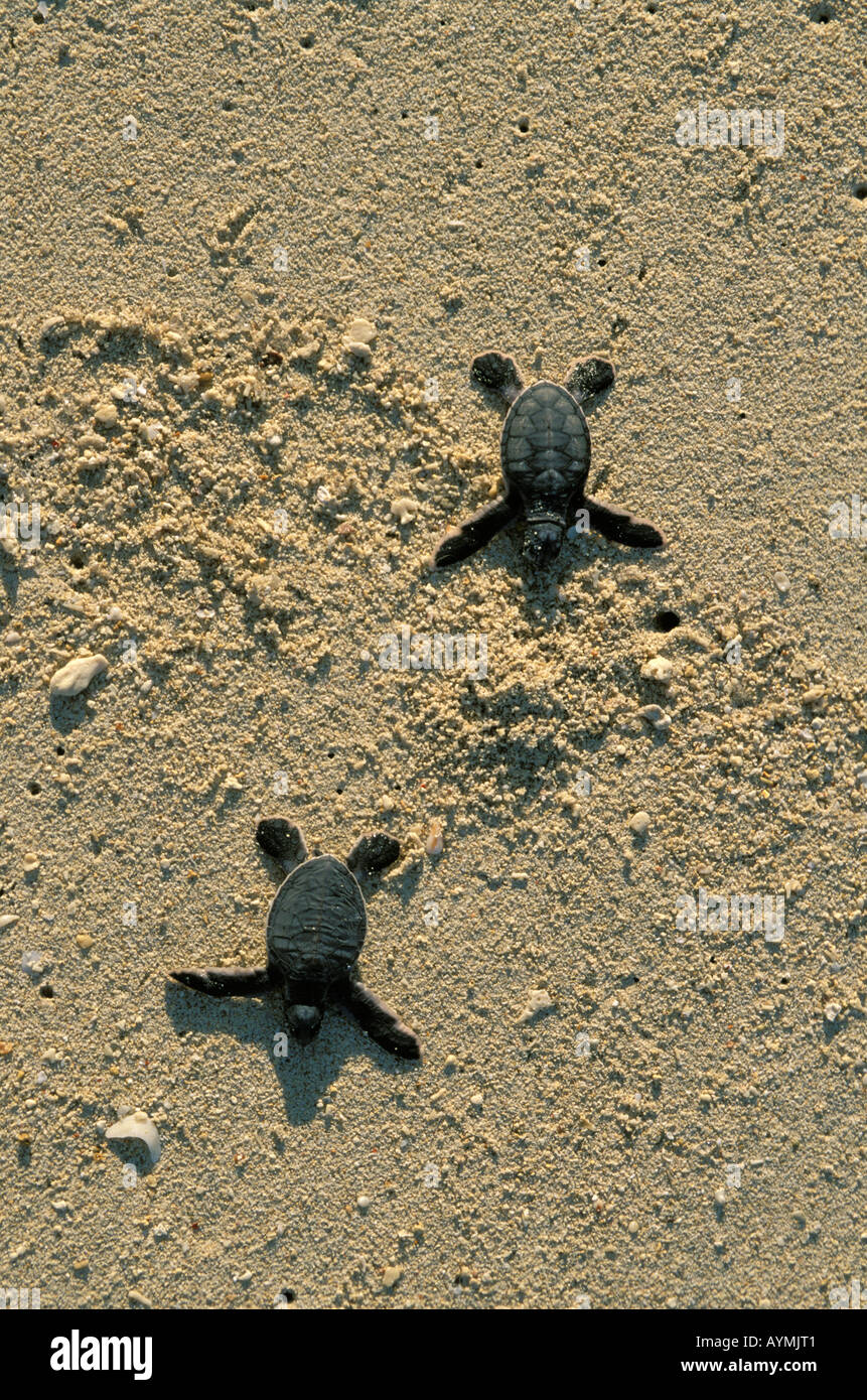 Two turtles hi-res stock photography and images - Alamy