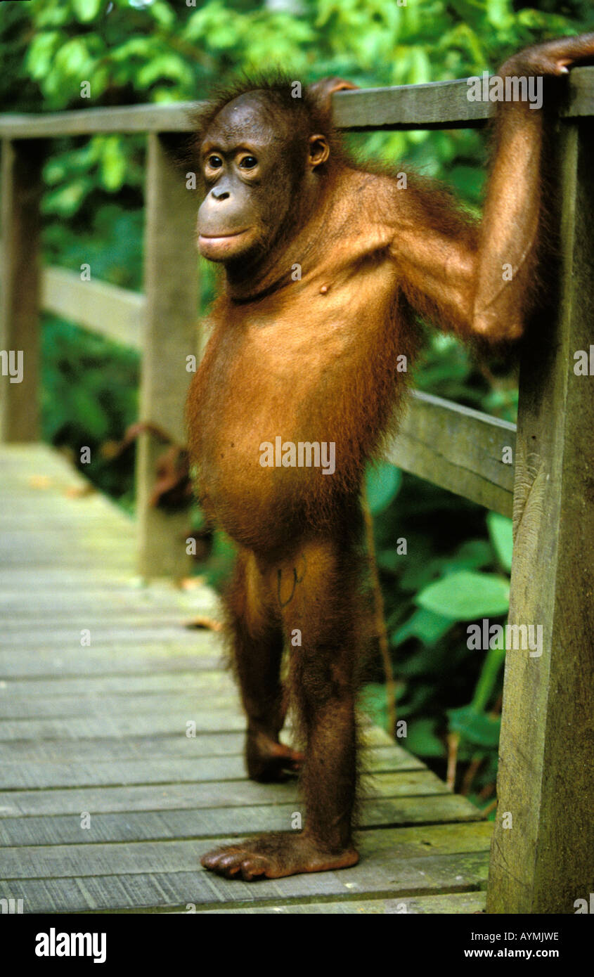 Baby Orangutan Standing
