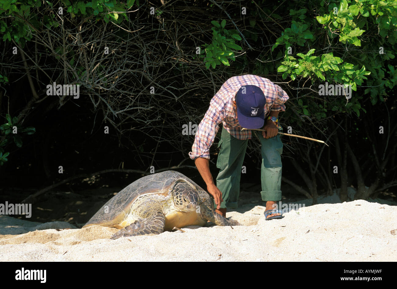 Borneo turtle island people hi-res stock photography and images - Alamy