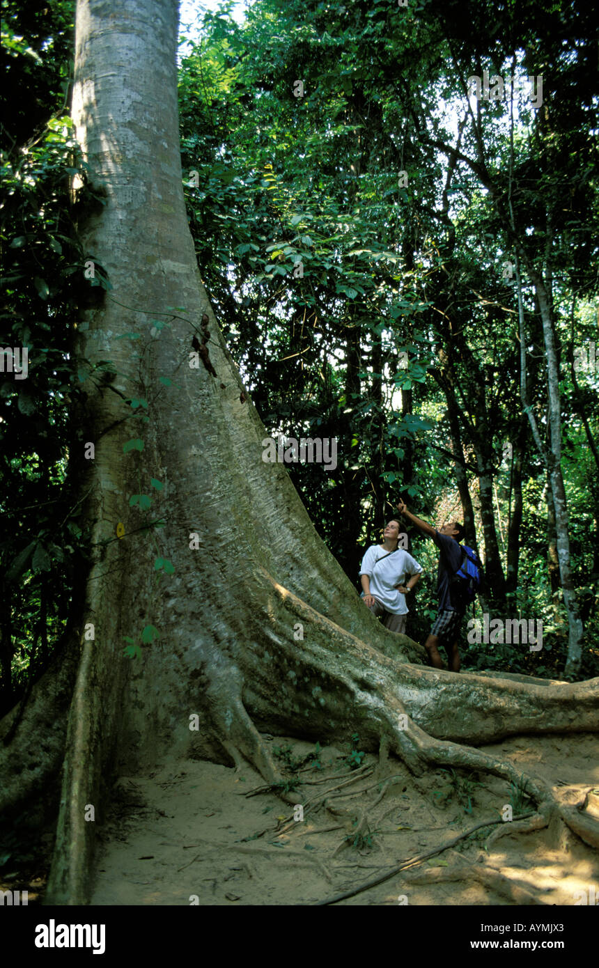 Sabah a jungle tree Stock Photo - Alamy