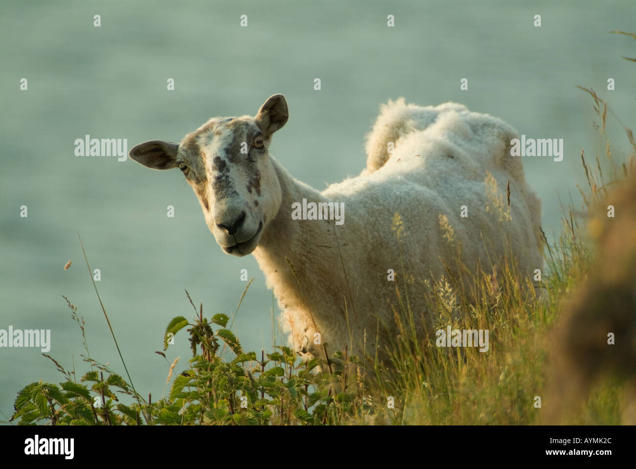Shawn the sheep hi-res stock photography and images - Alamy