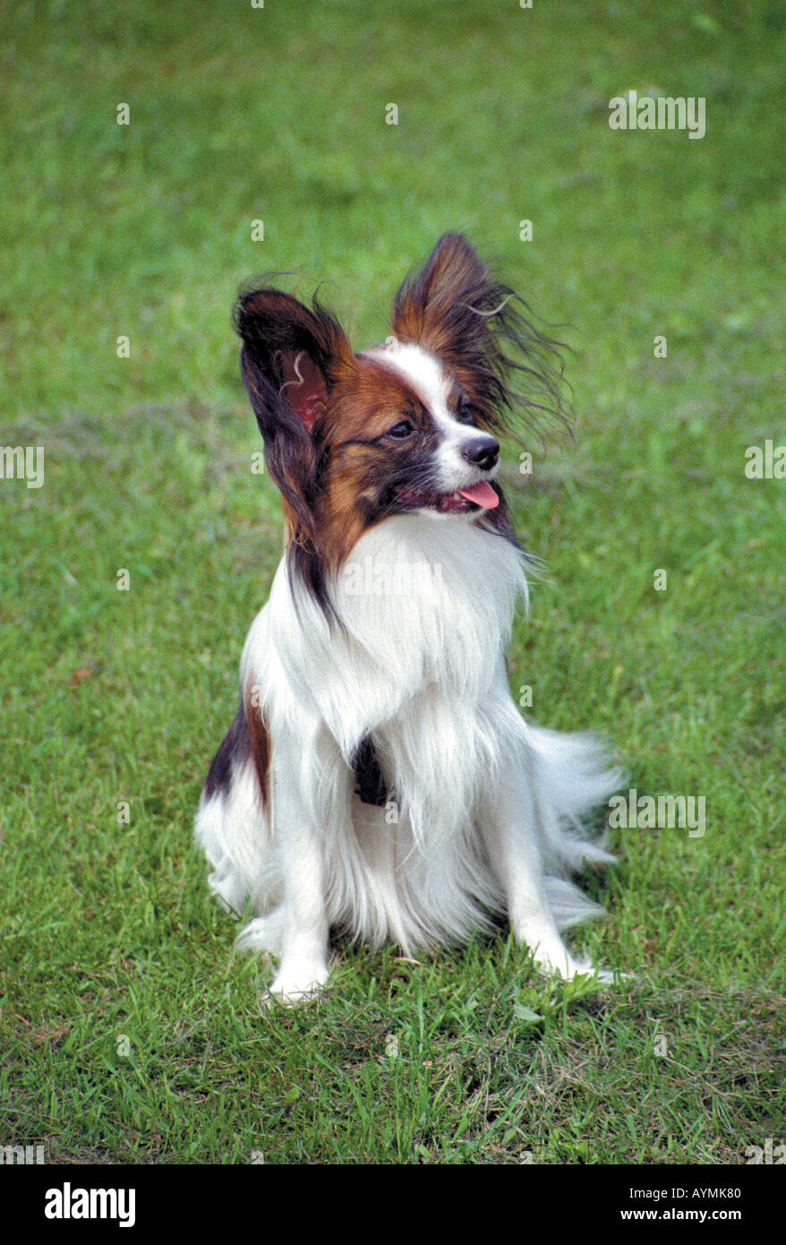 Papillon dog with bird hi-res stock photography and images - Alamy