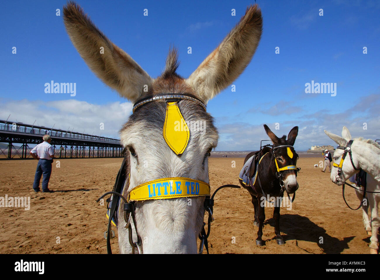 The Weston Super Mare donkeys prepare themselves for the Bank Holiday ...