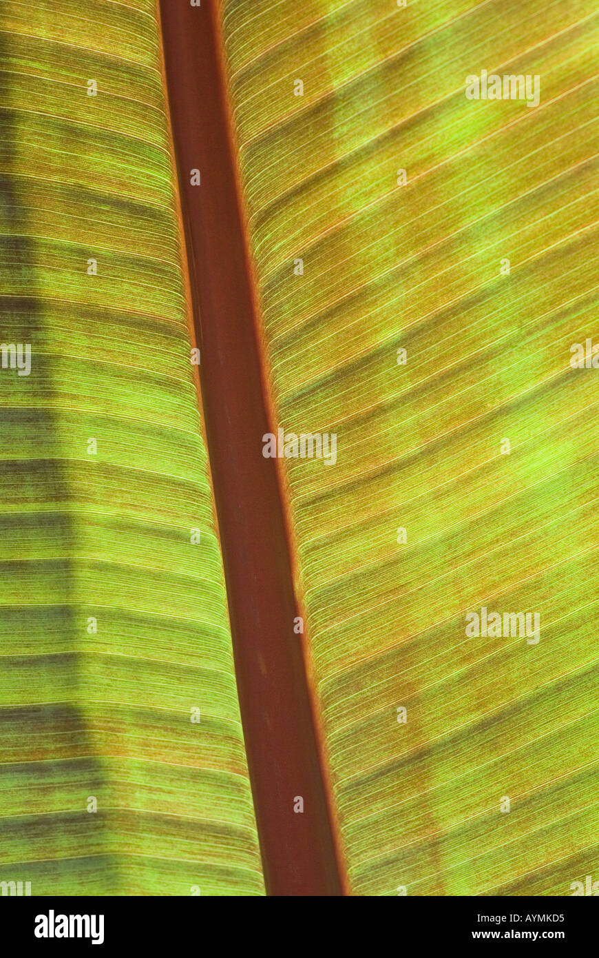 Upright leaf hi-res stock photography and images - Alamy
