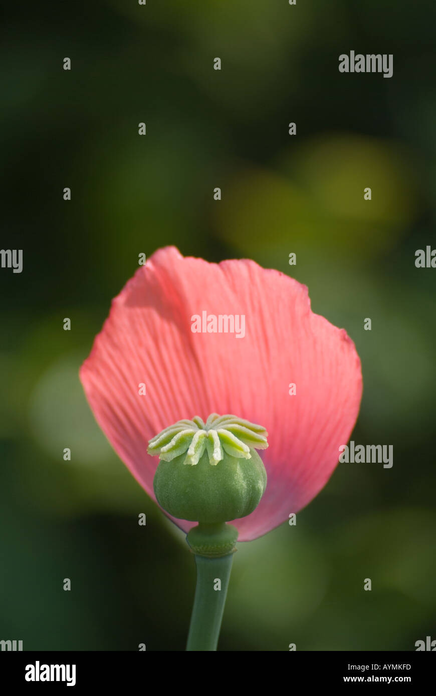 Poppy flower seed head hi-res stock photography and images - Alamy