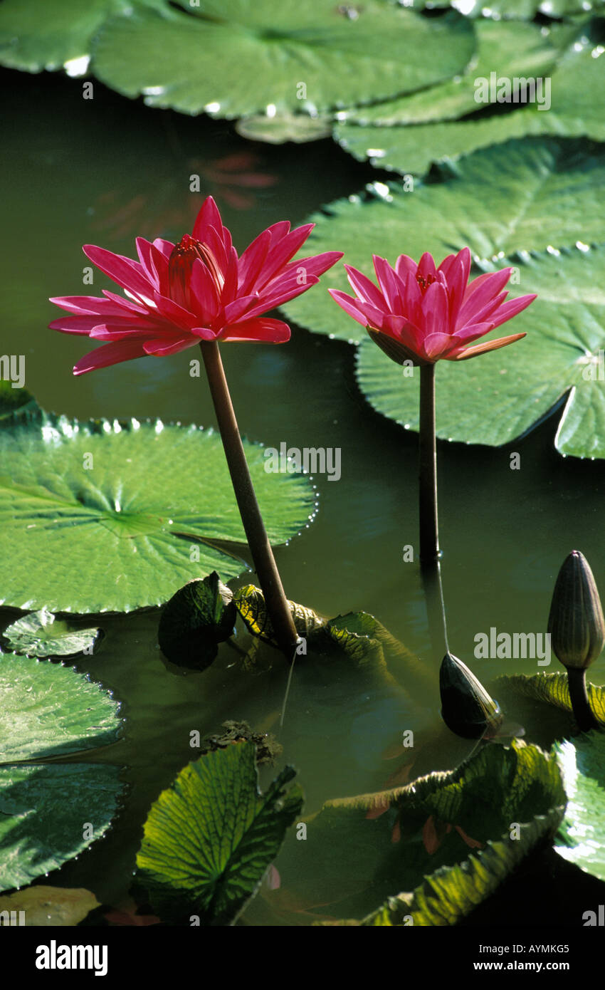Sabah flowers of a water lily Stock Photo - Alamy